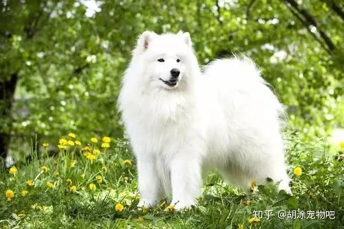 萌宠百科——傻白甜的萨摩耶犬（Samoyed） - 知乎