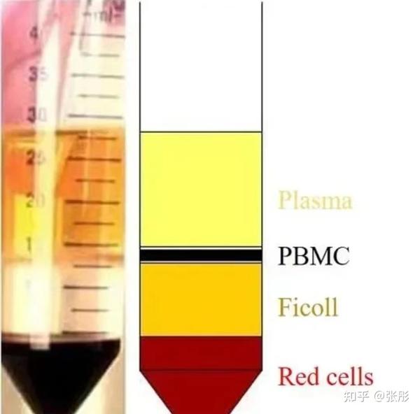 CD8+T细胞提取激活方法||附OT1小鼠介绍及order - 知乎