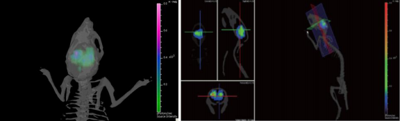 IVIS 活体光学成像技术概述-上海玮驰仪器有限公司