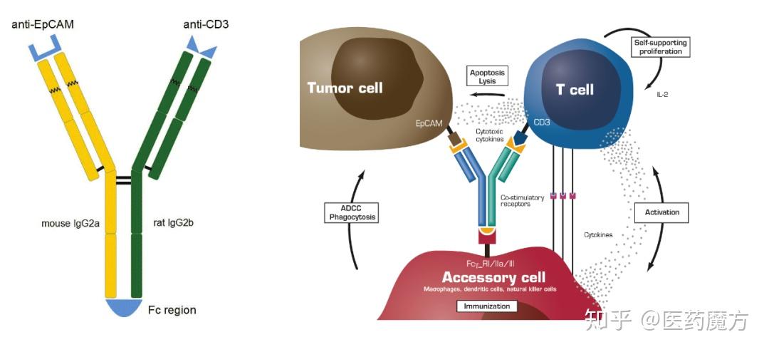 CD3双抗进军实体瘤：卡妥索双抗胃癌国际多中心临床试验即将开启 - 知乎