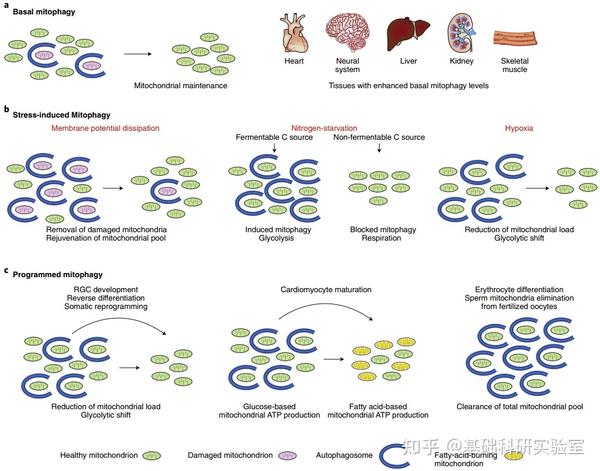 国自然热点：线粒体质量控制之「线粒体自噬」 - 知乎
