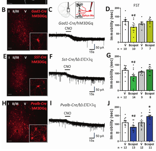 【文献解读】摆脱抑郁！抑制mPFC的GABA能中间神经元让你和抑郁症说再见 - 知乎
