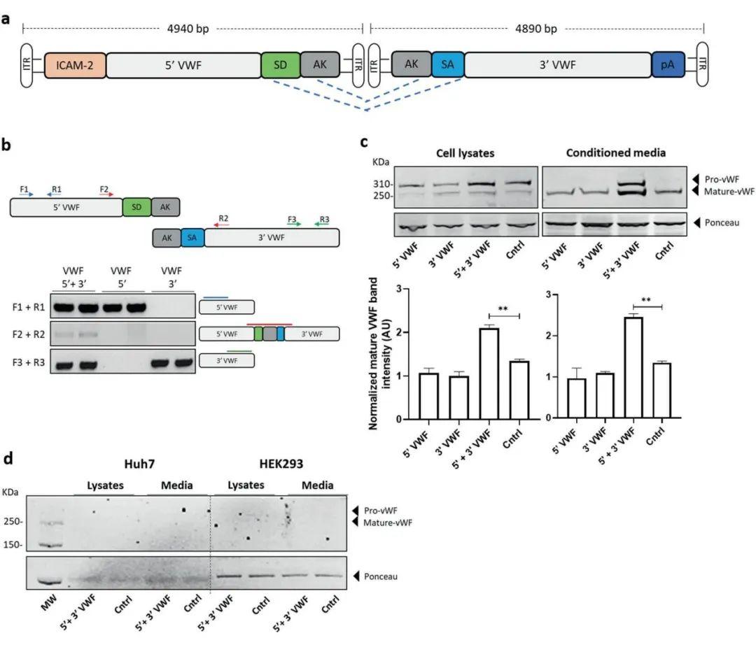 【科研实用宝典】AAV在血管内皮细胞中的应用 - 知乎