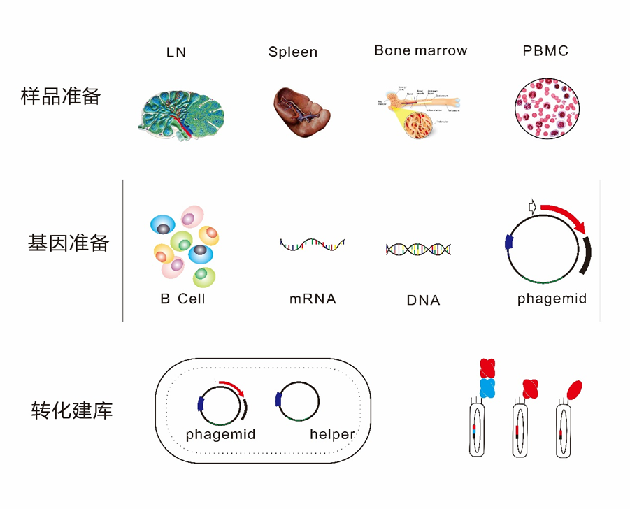 “全种属”超百亿库容噬菌体展示抗体库解决方案 - 知乎