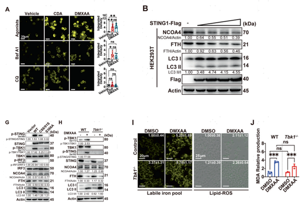项目文章 | 单细胞测序揭秘STING与NCOA4相互作用关系并发现脓毒症的潜在治疗策略 - 知乎