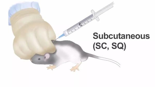动物实验进阶秘籍，大小鼠给药技巧分享 - 知乎