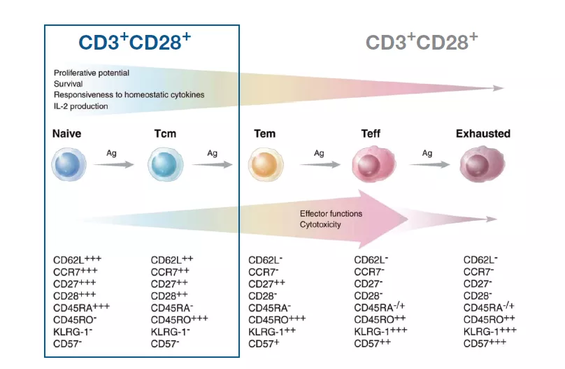 新一代T细胞培养基CTSOptmizer Pro SFM助力CAR-T细胞治疗 - 知乎