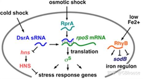 常见16 种 RNA 结构及其功能介绍，为什么你的研究是某一类特定RNA - 知乎