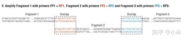 Gibson assembly/Gibson组装的具体实验步骤 - 知乎