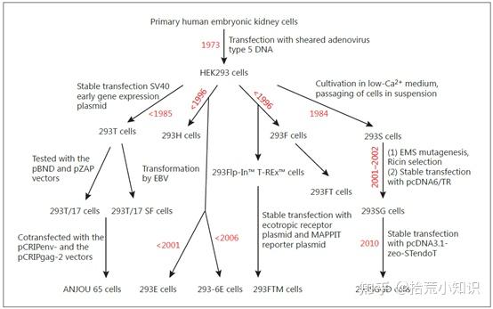 HEK293系列细胞都包括哪些细胞？一文解答！ - 知乎