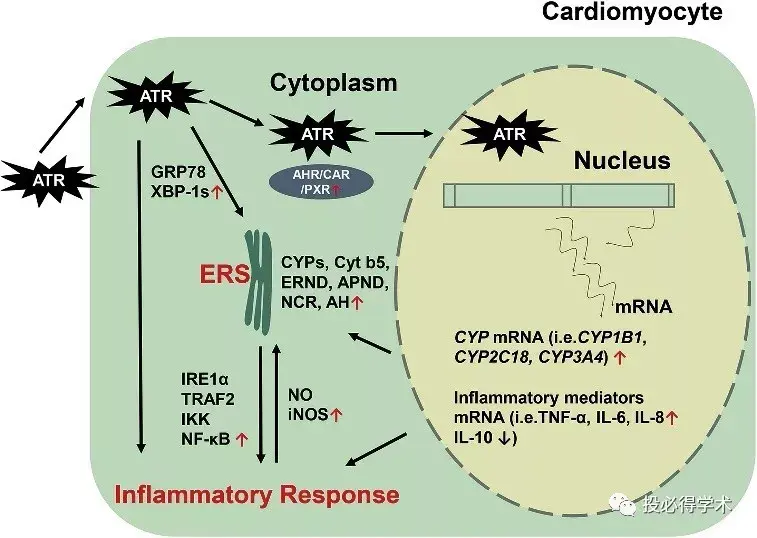手把手教你绘制CNS级别通路图（二）之PPT绘图 - 知乎