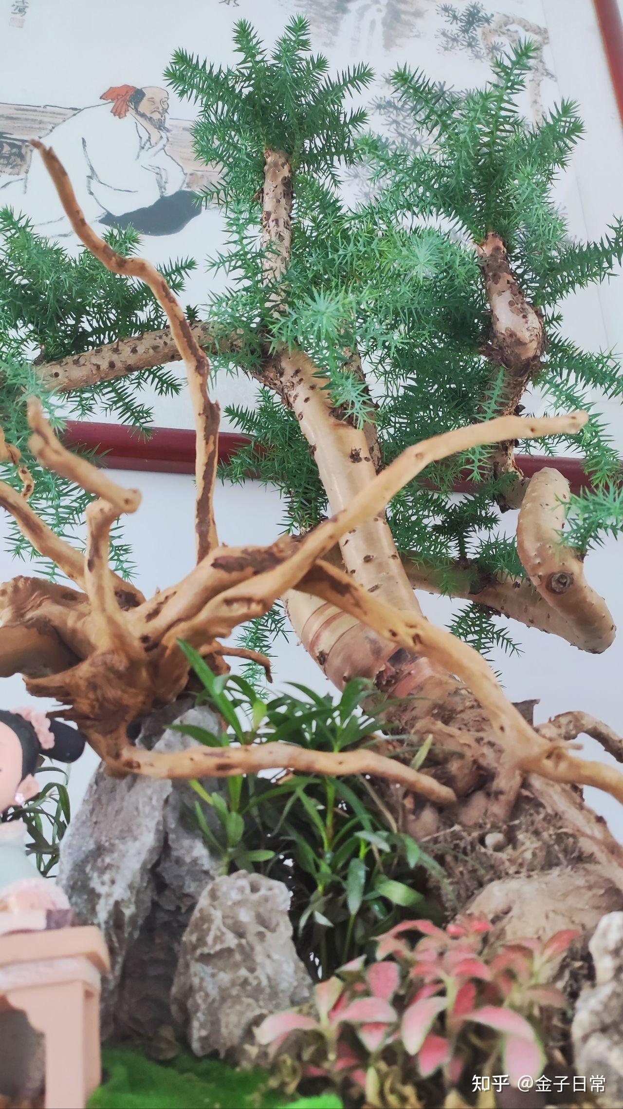 澳洲杉养护方法 - 知乎