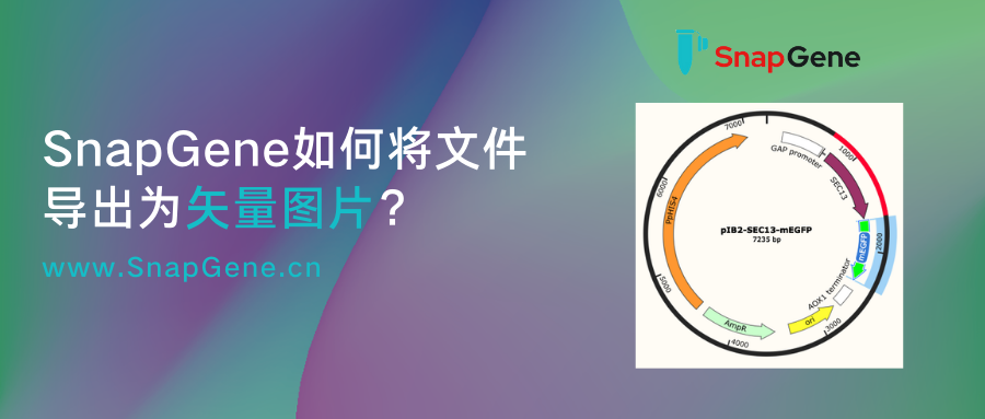 SnapGene如何将文件导出为矢量图片 - 知乎