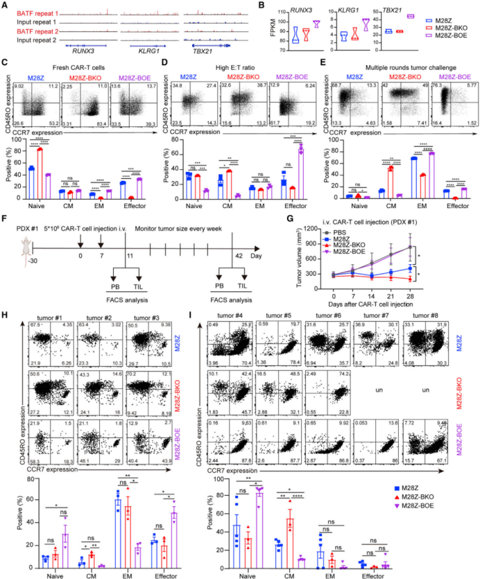 Cancer Cell & ChIP-seq助力揭示BATF缺失可增加CAR-T细胞抗肿瘤活性的研究 - 知乎