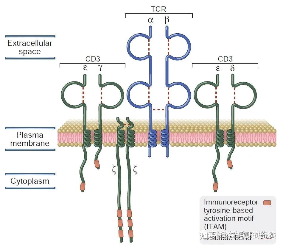 T细胞是如何被激活的？ - 知乎
