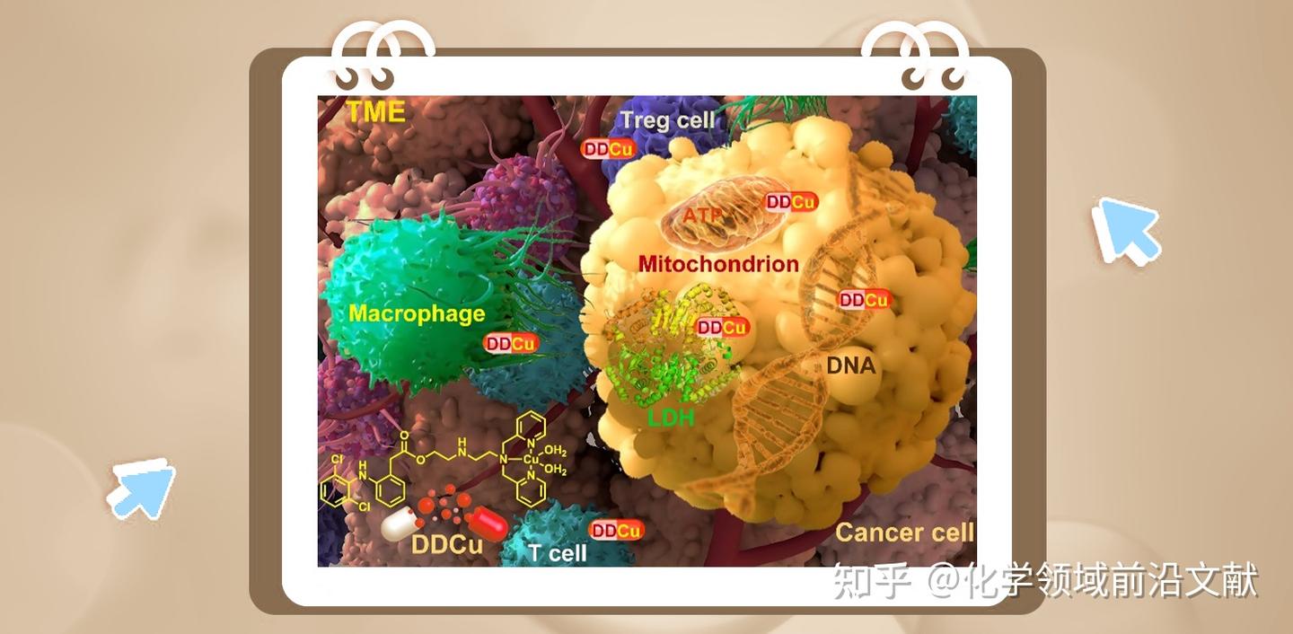 南京大学王晓勇/郭子建教授课题组Sci. China Chem.：铜配合物重塑肿瘤能量代谢和免疫微环境 - 知乎
