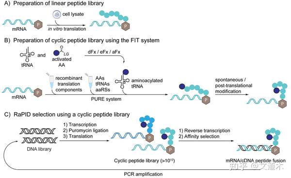 PeptiDream-mRNA展示（2） - 知乎