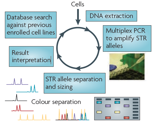 最新！ICLAC关于人源细胞STR鉴定(Human Cell Lines STR Authentication)的相关指南 - 知乎