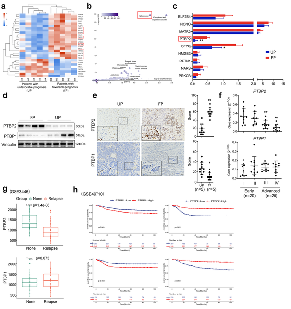 Research︱缪蕾/唐决团队合作揭秘PTBP2调控单核细胞抑制神经母细胞瘤进展的分子机制 - 知乎