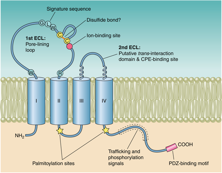 CLDN18.2丨肿瘤免疫治疗赛道的黑马 - 知乎