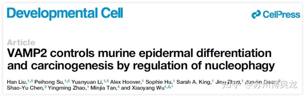 文献速递 | 吴小阳团队揭示VAMP2通过核自噬调节小鼠表皮分化和皮肤肿瘤发生的分子机制 - 知乎