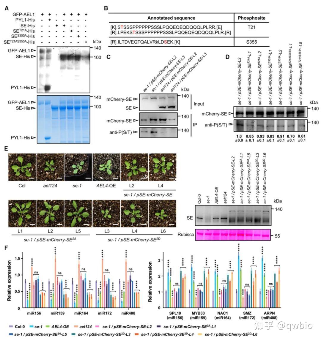 酪蛋白激酶AELs介导SERRATE 磷酸化调控miRNA代谢平衡 Cell Reports - 知乎
