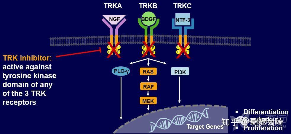 关于NTRK的一些必须了解的问题 - 知乎