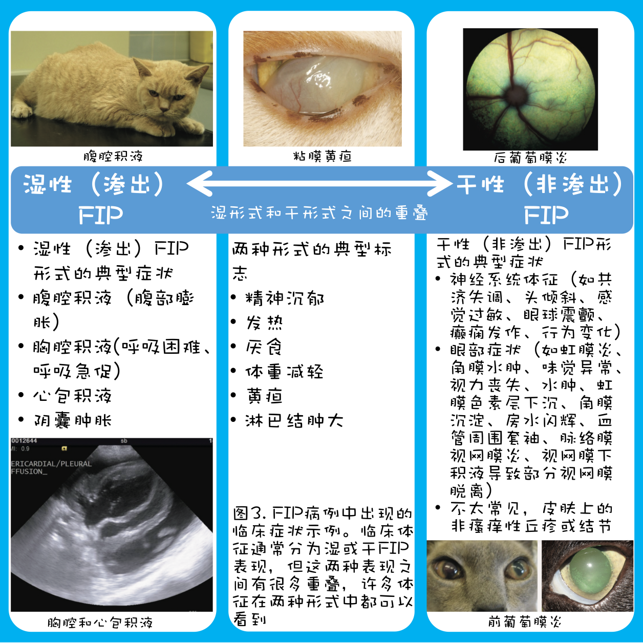 猫传染性腹膜炎的诊断支持现有检测的最新证据 - 知乎
