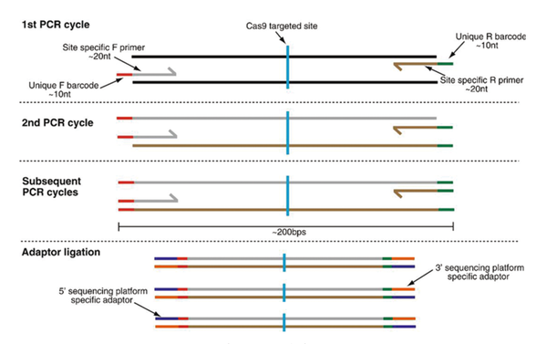 宝藏！转基因株系检测的N种方法 - 知乎