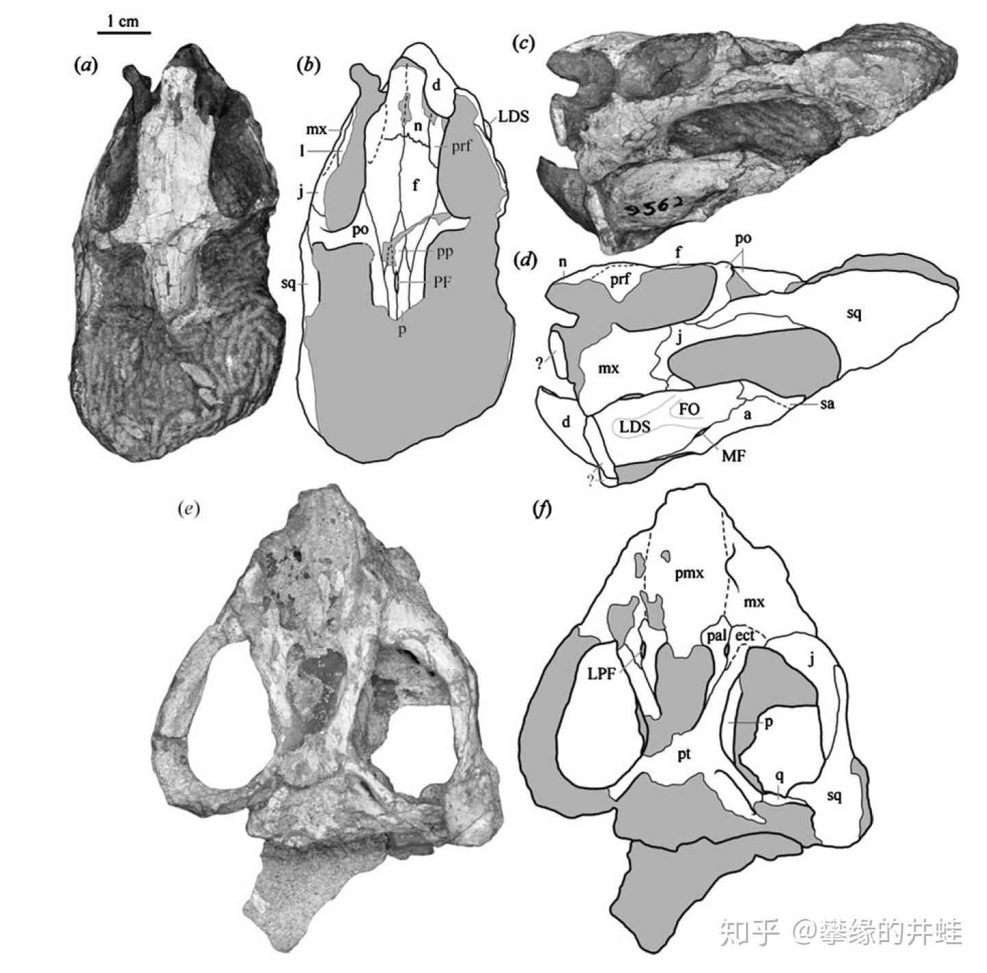 第二百五十四回 百兽图8：鼎肉烝豚 - 知乎
