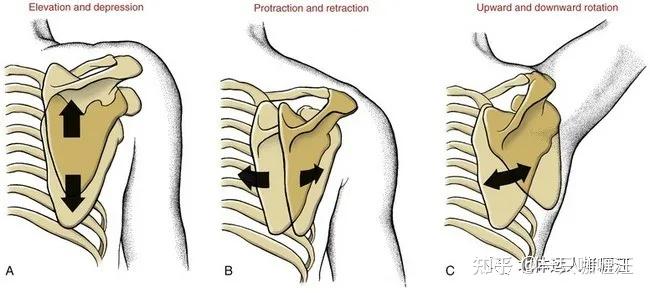 【北体运人考研·三个月带你学完解剖】Day11-上肢带骨的连结 - 知乎