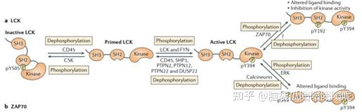 CD3靶点分析 - 知乎