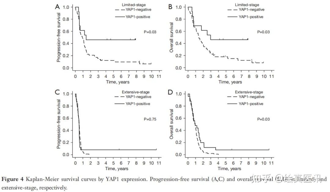 重新定义小细胞肺癌中的YAP1蛋白表达：从优势亚型标志物转变为良好预后的指标 - 知乎
