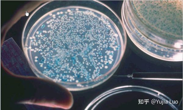 实验方法：DNA定点突变技术（Q5 Site-directed Mutagenesis） - 知乎