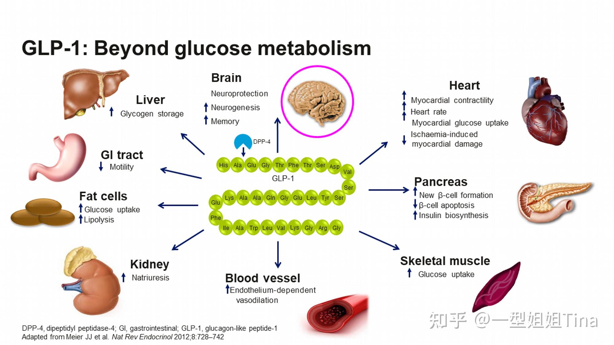 质疑GLP-1，理解GLP-1，成为GLP-1 - 知乎