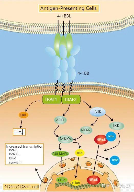 靶点说 | 4-1BB - 知乎