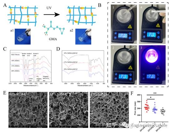 《Materials & Design》：一种可注射的光固化水凝胶用于脊髓再生 - 知乎