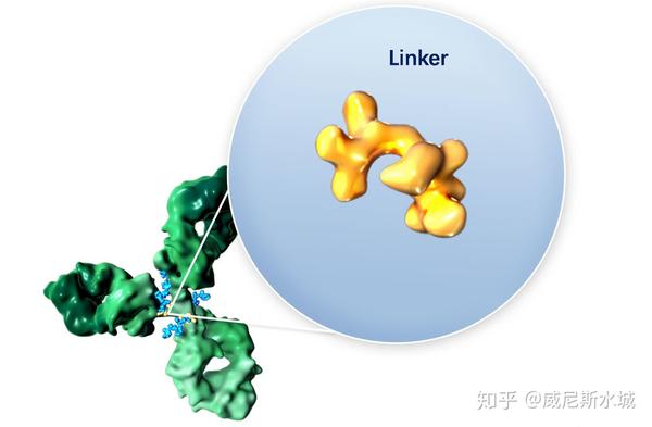 抗体药物偶联(ADC)的介绍以及设计原则 - 知乎