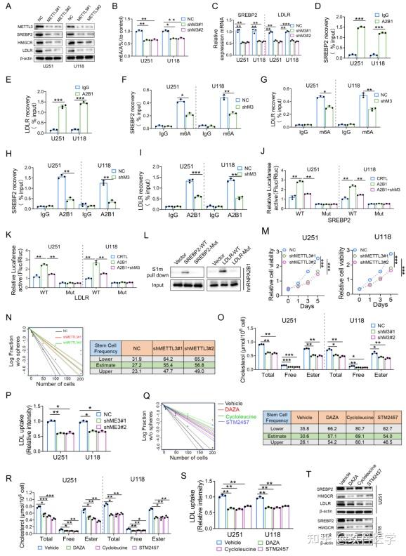 IF 15.9 胶质瘤新靶点！发现m6A调控胶质瘤胆固醇稳态的新机制 - 知乎
