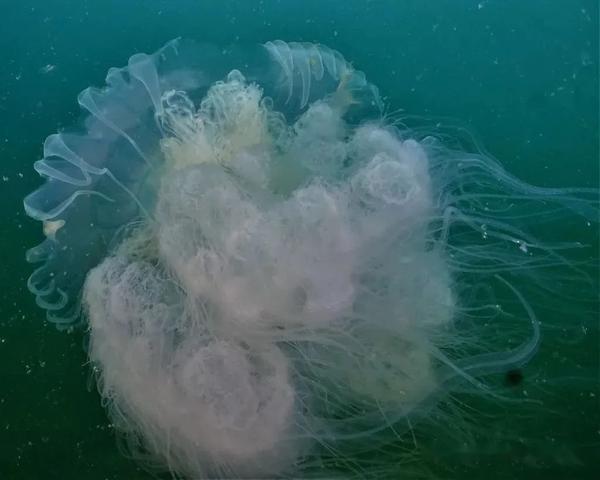 【动物界全系列】根口水母目—指环水母亚目 - 知乎