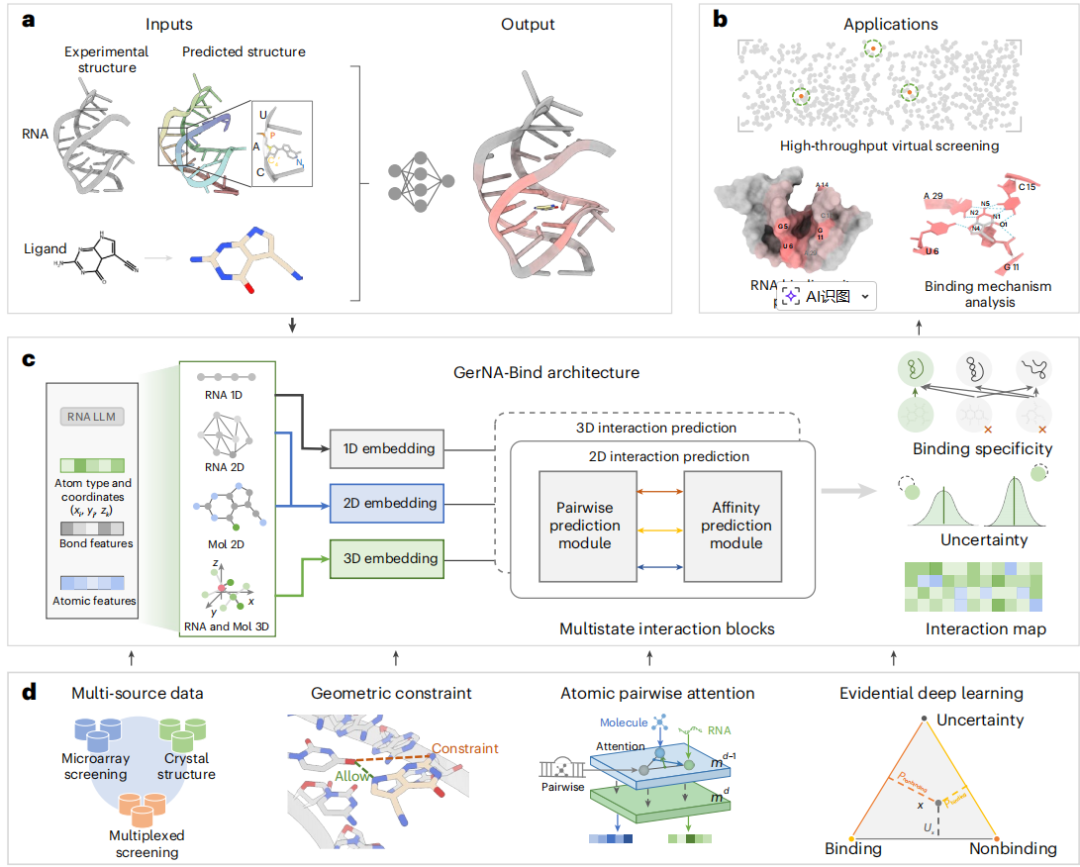 Nat. Mach. Intell. | 几何深度模型GerNA-Bind突破靶向RNA药物开发难题 - 知乎