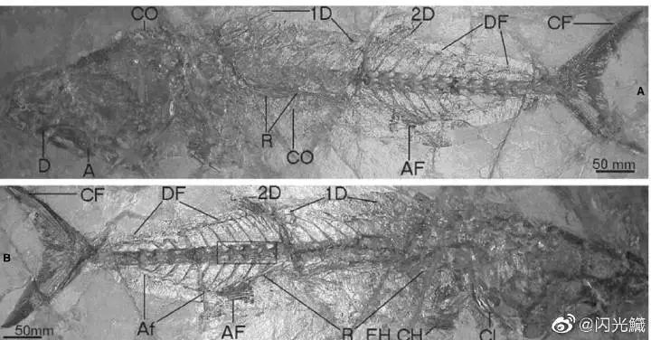 蒙特波卡：始新世的海洋之窗（3）——鲭形系（作者：达达） - 知乎