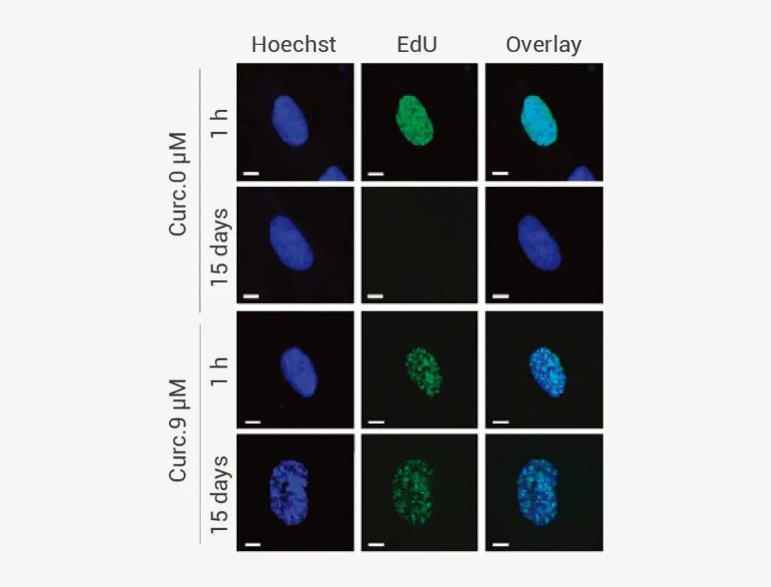 细胞衰老标志物及检测方法! | MedChemExpress - 知乎
