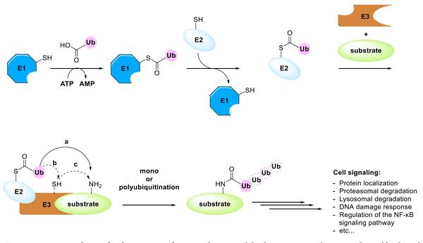 片段筛选辅助新结构E3泛素连接酶配体的发现 - 知乎