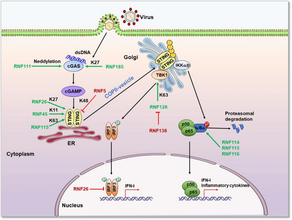 STTT 综述︱蔡春梅/郑春福评述环指蛋白家族（RNFs）在健康和疾病中的研究进展 - 知乎
