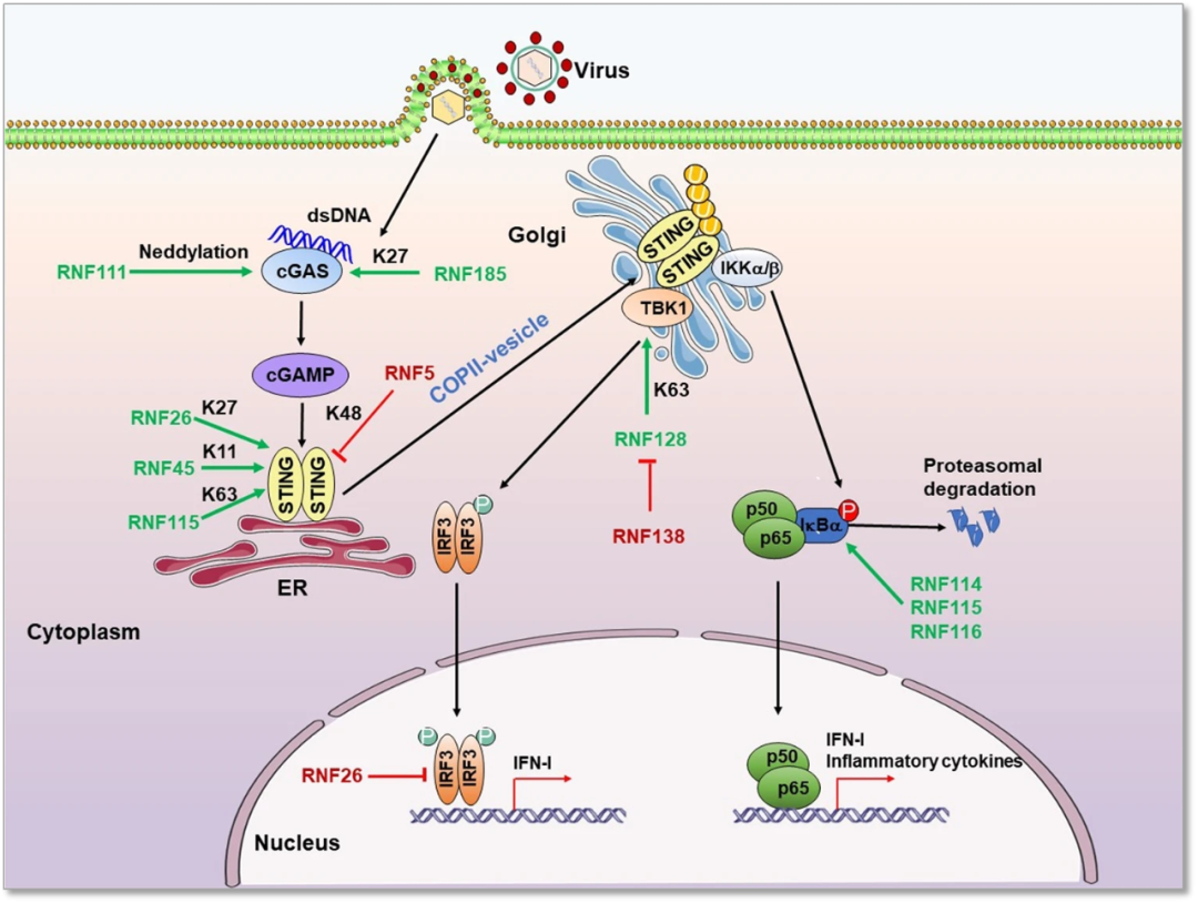 STTT 综述︱蔡春梅/郑春福评述环指蛋白家族（RNFs）在健康和疾病中的研究进展 - 知乎