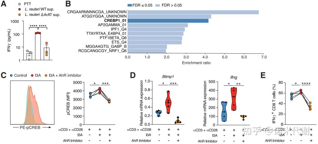 【Cell】色氨酸临床实验如何设计？顶刊带你一探究竟！ - 知乎
