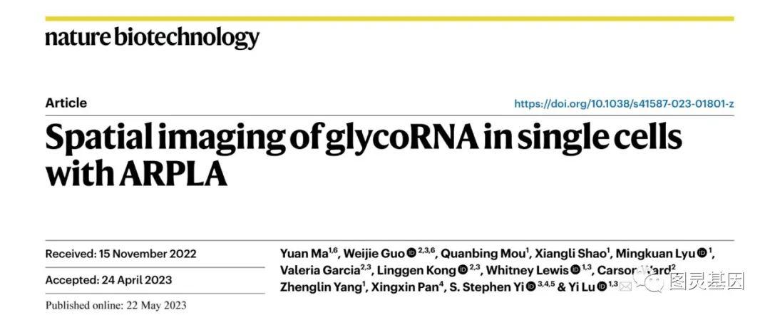 Nat Biotech｜突破：糖基化RNA成像首次揭示其空间分布及其在胞内迁移的过程 - 知乎