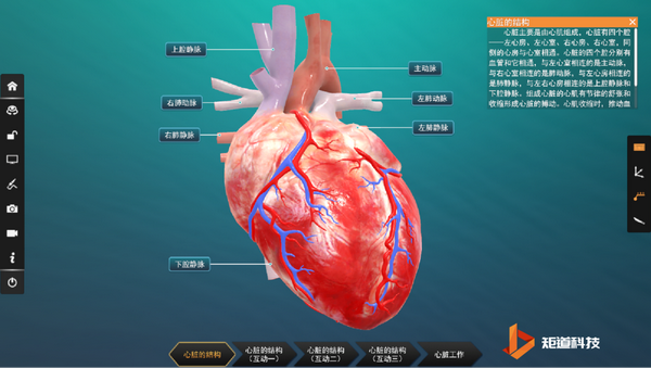 [VR/3D人体视窗]生命的引擎室-心脏的运转机制是怎样的？ - 知乎