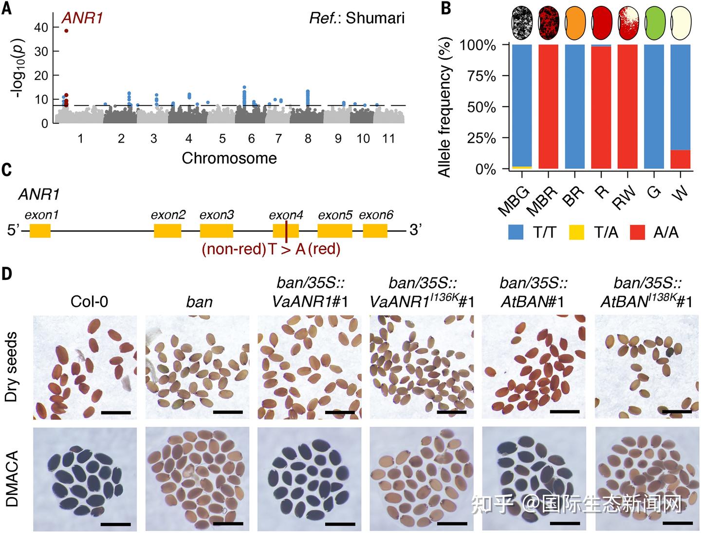 science：日本小豆的单一驯化起源及驯化基因的进化 - 知乎